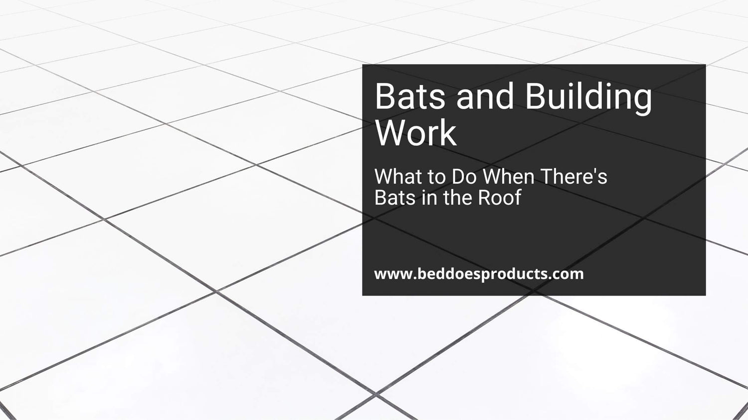 Bat Access Tiles Guides from the Experts at Beddoes Products